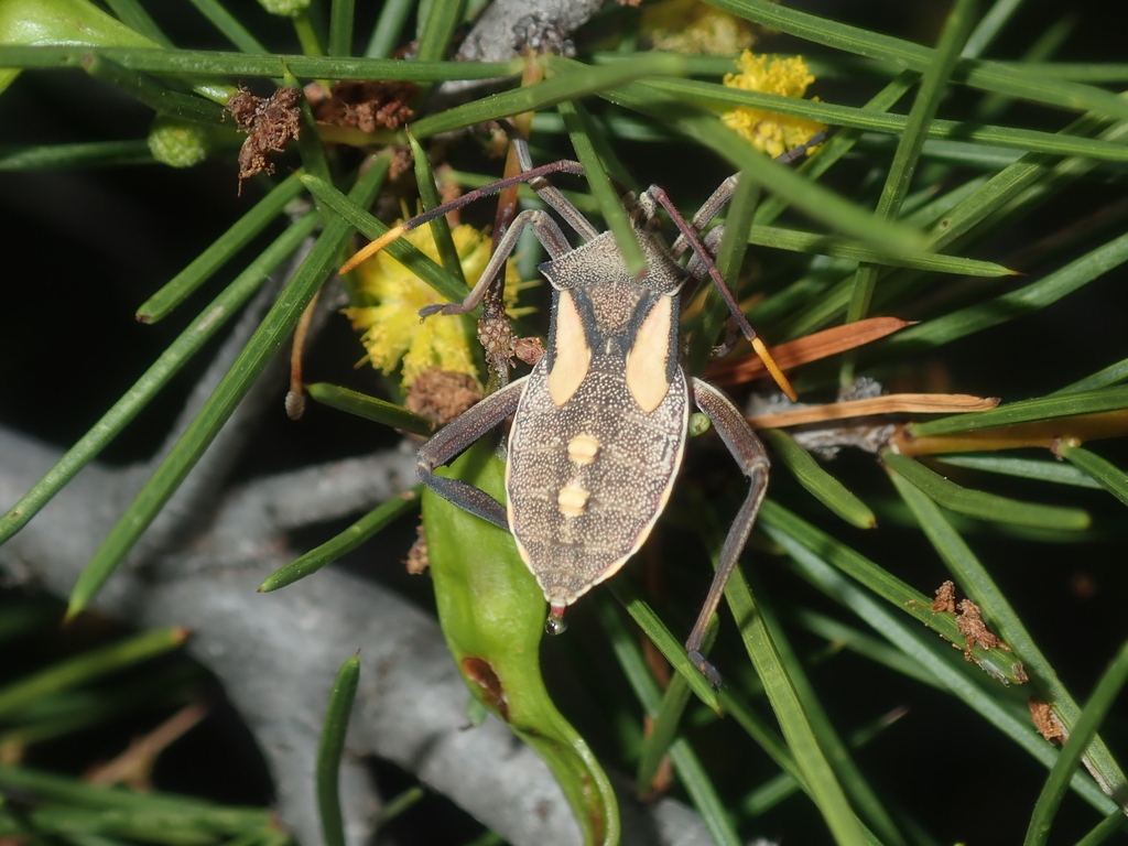 Crusader Bug from Shark Bay, Western Australia, Australia on July 16 ...