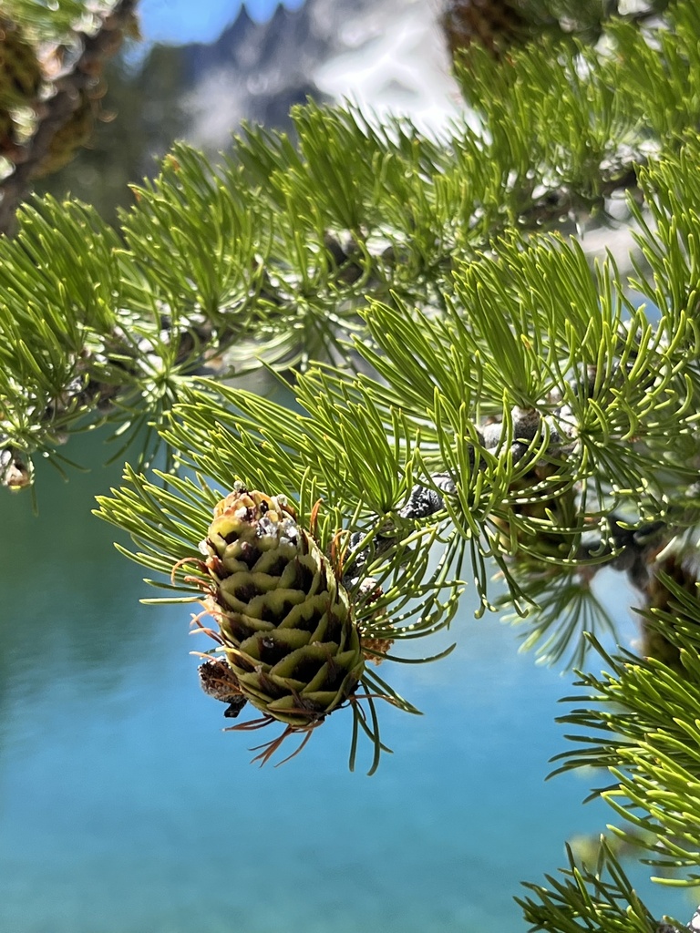 subalpine larch from Okanogan - Wenatchee National Forest, Leavenworth ...