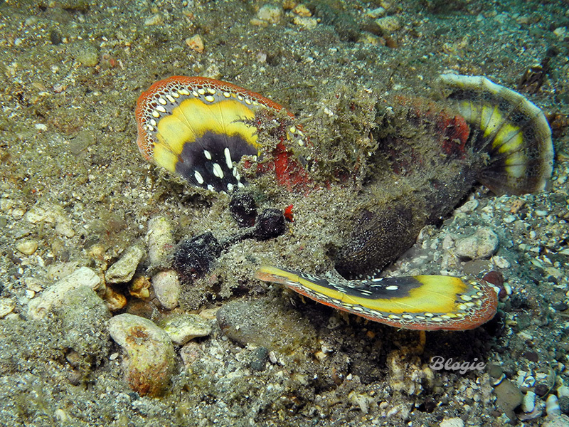 Stingfishes (Inimicus) - Marine Life Identification