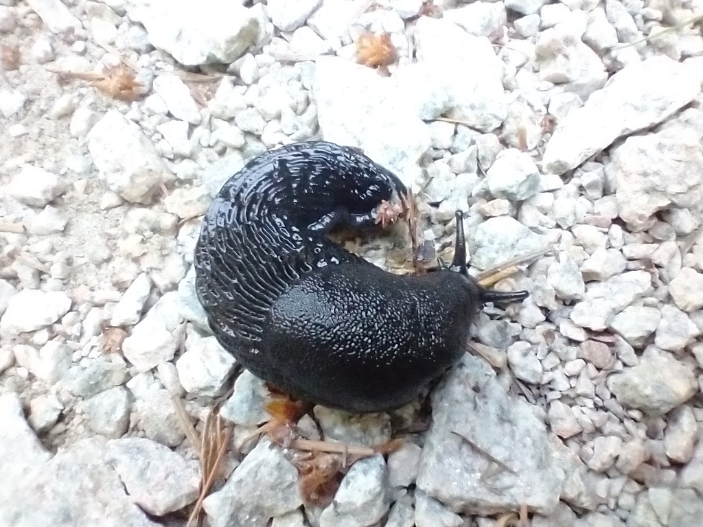 ater-group Arion Slugs from Greater Vancouver, CA-BC, CA on August 09 ...