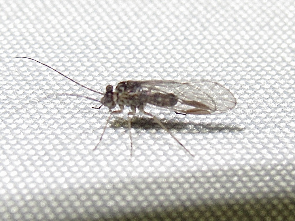 Camelopsocus monticolus from County Road 20, Lake City, CO, US on July ...