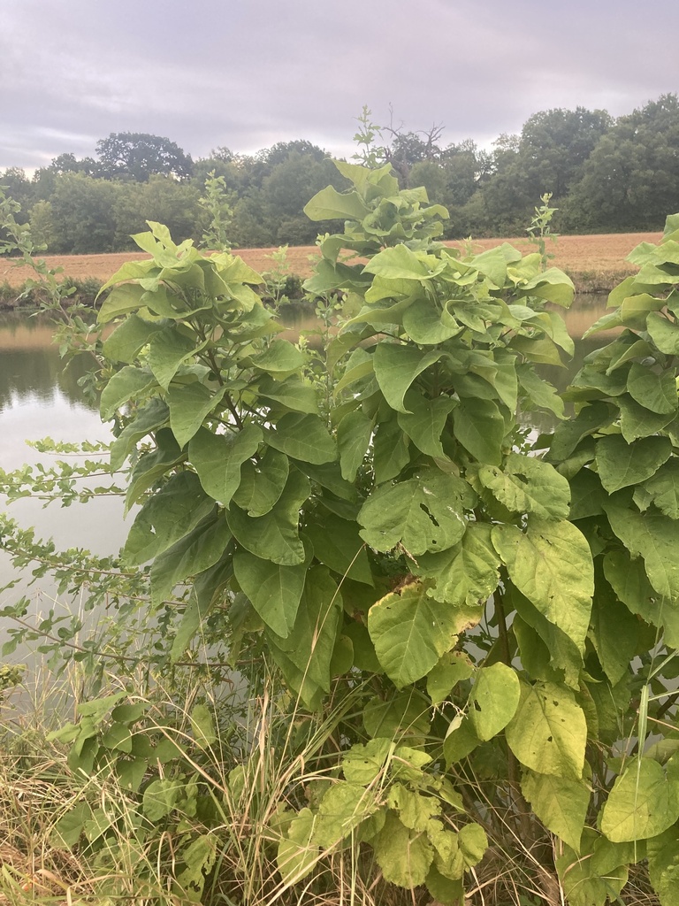 princess tree from Merrimac Cir, Fort Worth, TX, US on August 09, 2022 ...