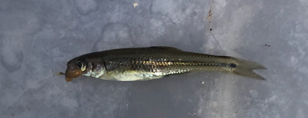 Tennessee Shiner from South Toe River, Burnsville, NC, US on August 23 ...