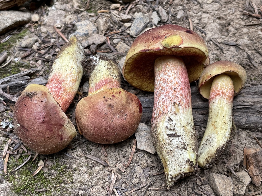 Smith's Bolete from Okanogan - Wenatchee National Forest, Cle Elum, WA ...