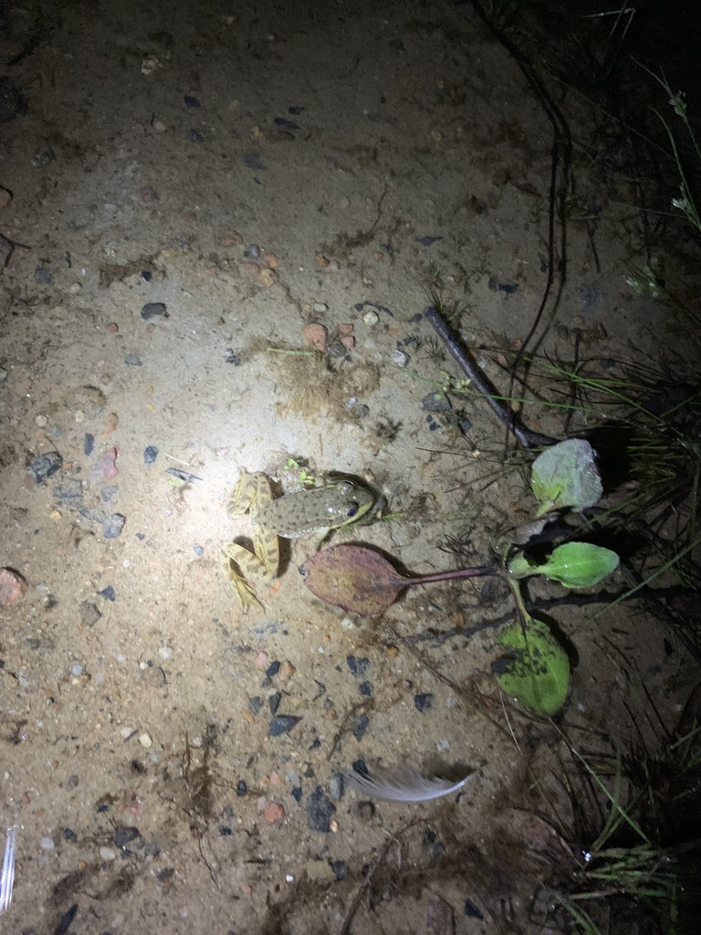 Green Frog from Dogtooth Lake, Kenora, Unorganized, ON, CA on July 21 ...