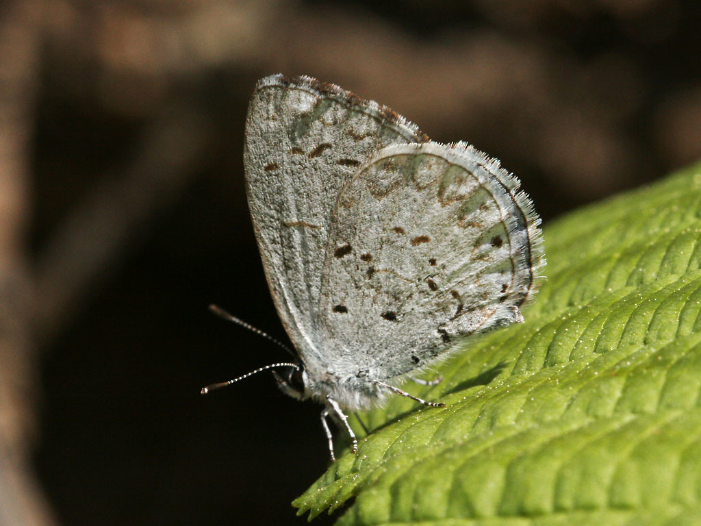 Cherry Gall Azure (Insects Of the Outer Lands, Part Three) · iNaturalist
