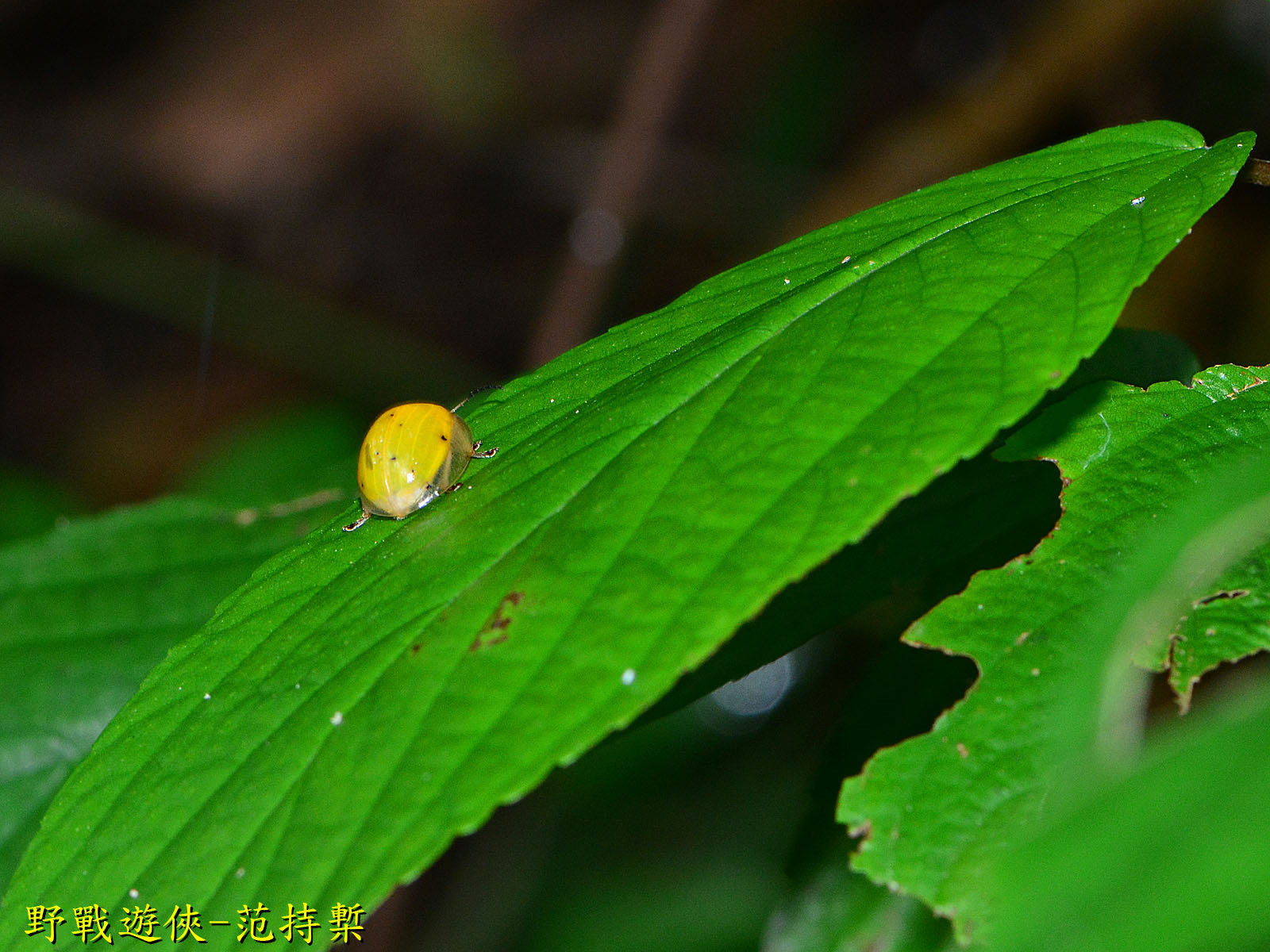 Oides maculatus (Olivier, 1807)