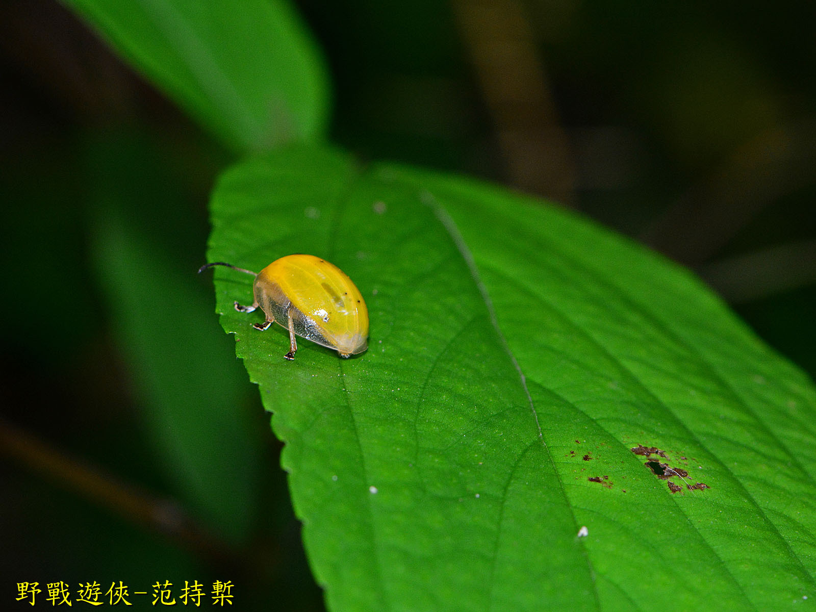 Oides maculatus (Olivier, 1807)