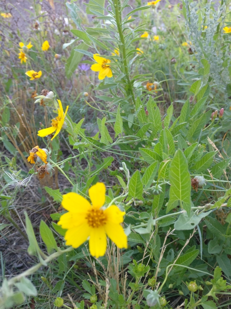 Engelmann Daisy from Fort Collins, CO, USA on July 26, 2018 at 08:28 PM ...