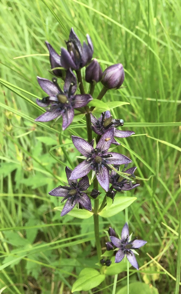 felwort from Apache-Sitgreaves National Forests, Greer, AZ, US on ...