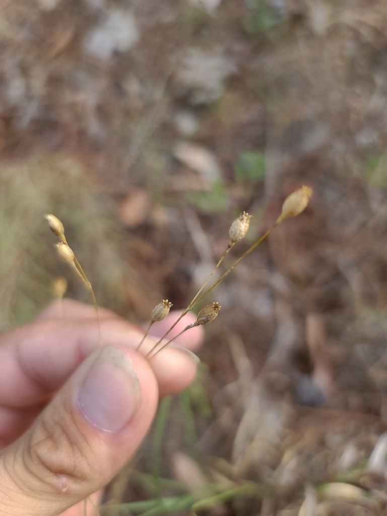 sleepy catchfly from Atoka, OK 74525, USA on August 9, 2022 at 06:50 PM ...