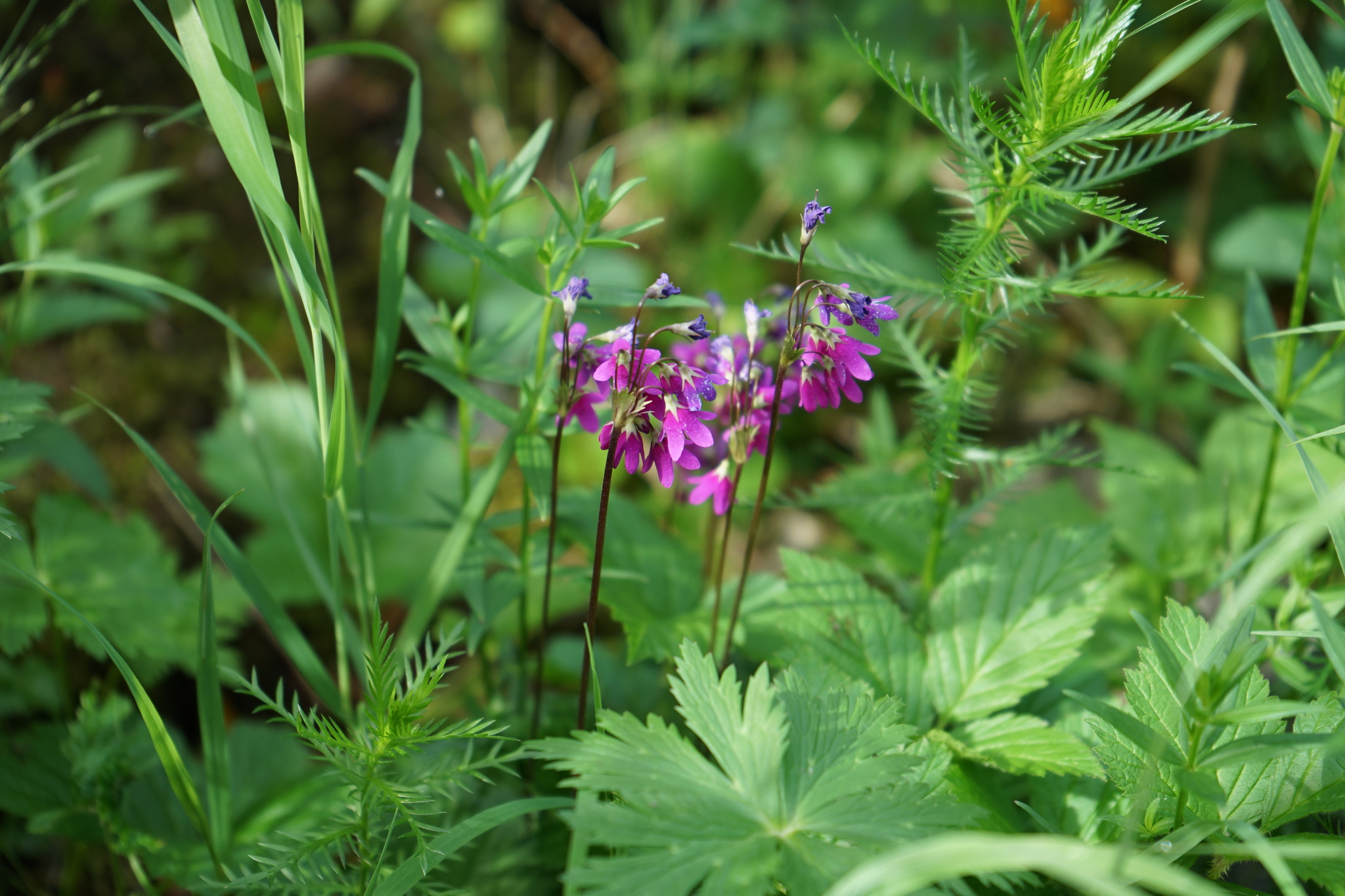 Primula matthioli K.Richt.