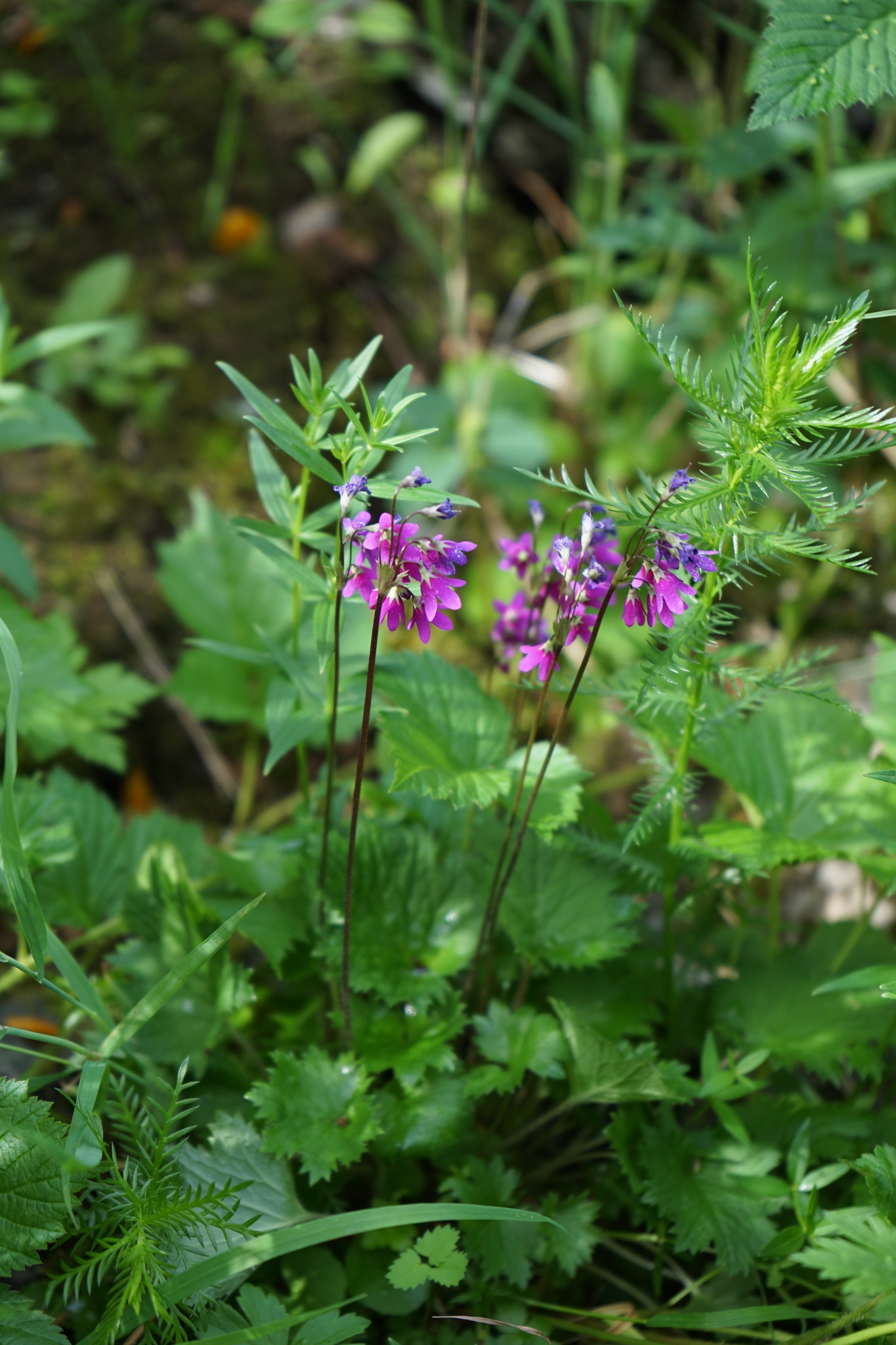 Primula matthioli K.Richt.