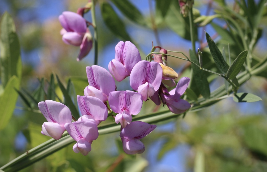 Delta tule pea in August 2022 by Morgan Stickrod · iNaturalist