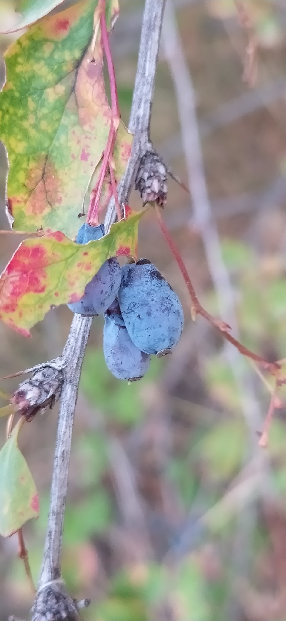 Berberis integerrima Bunge