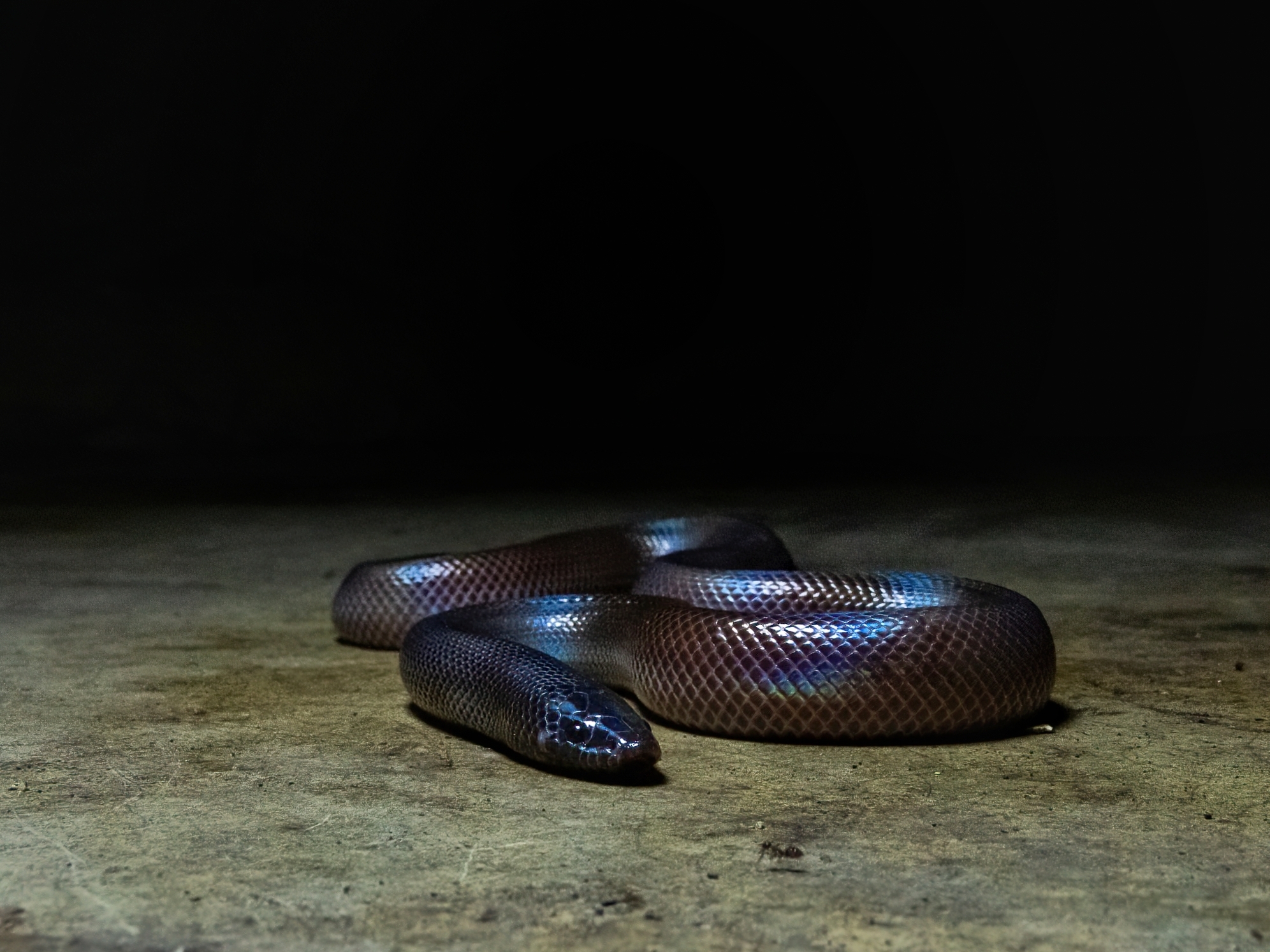 Loxocemus bicolor Cope, 1861