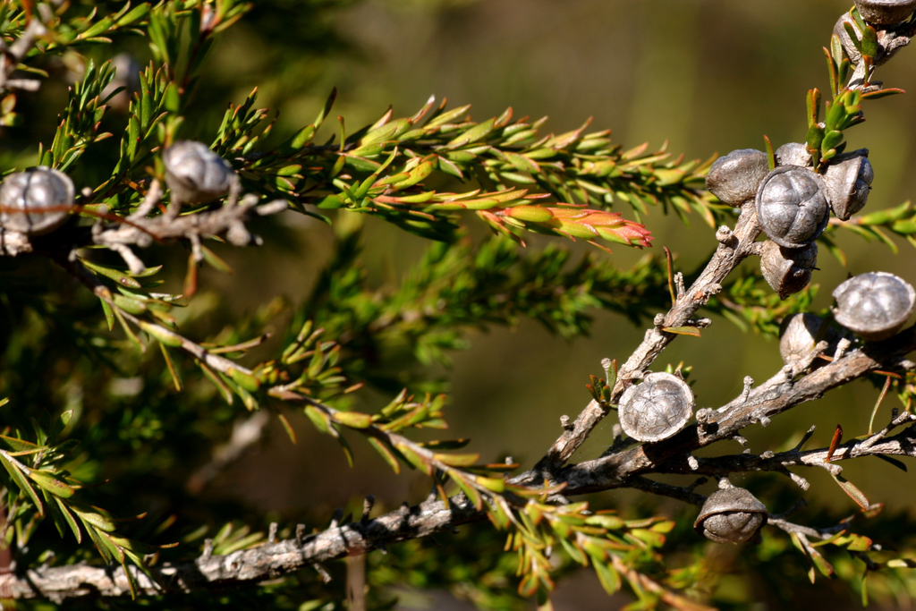 Lemon-scented Tea-tree from White Patch, Bribie Is, Welsby QLD 4507 ...