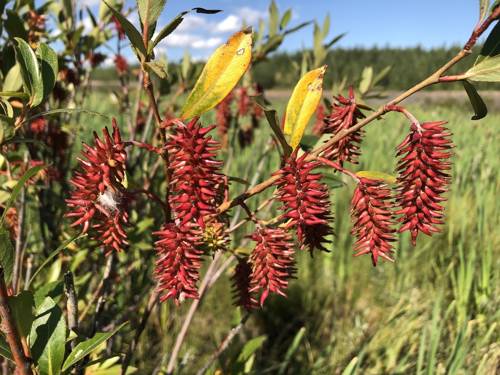 Autumn Willow (Salix serissima) - Botanical Realm