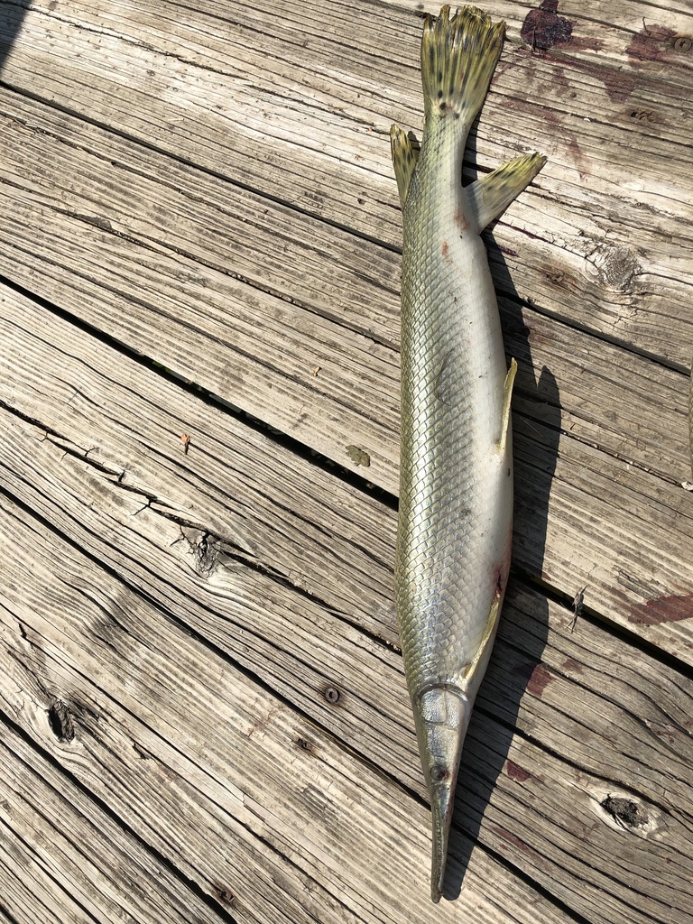 Shortnose Gar from Boyer Chute National Wildlife Refuge, Fort Calhoun ...