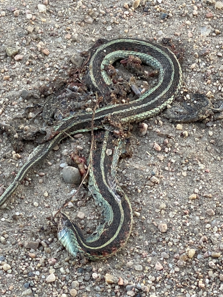 Common Garter Snake from 857–863 Twin Forks Ln, Saint Paul, NE, US on ...