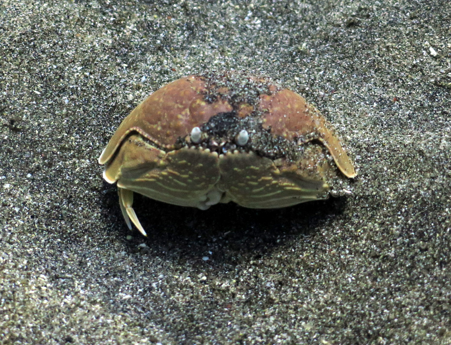 Calappa calappa (Linnaeus, 1758)