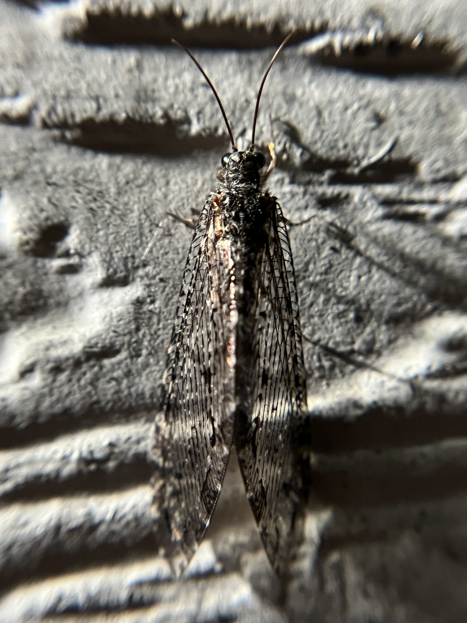 Polystoechotes punctata (Fabricius, 1793)