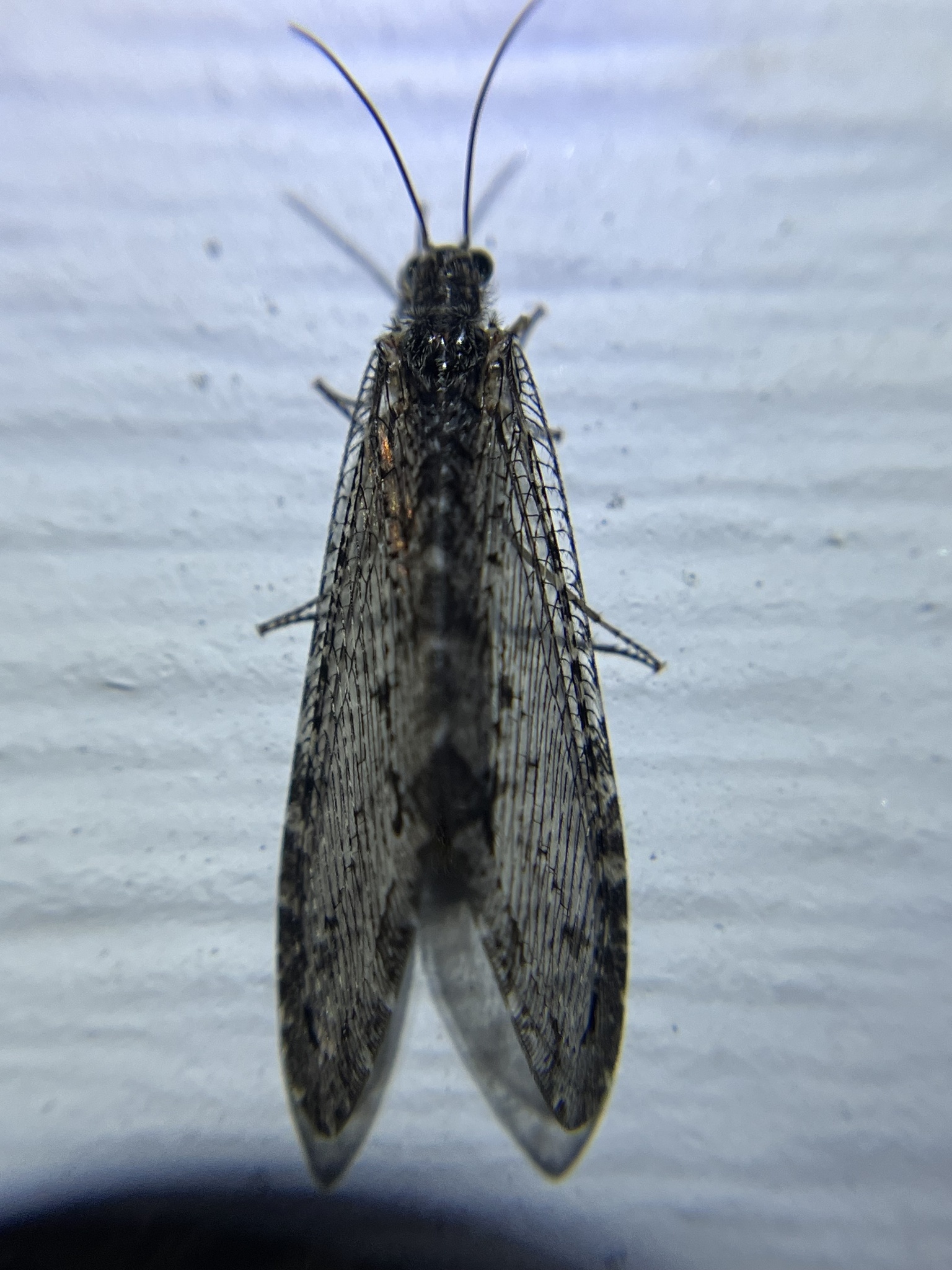 Polystoechotes punctata (Fabricius, 1793)