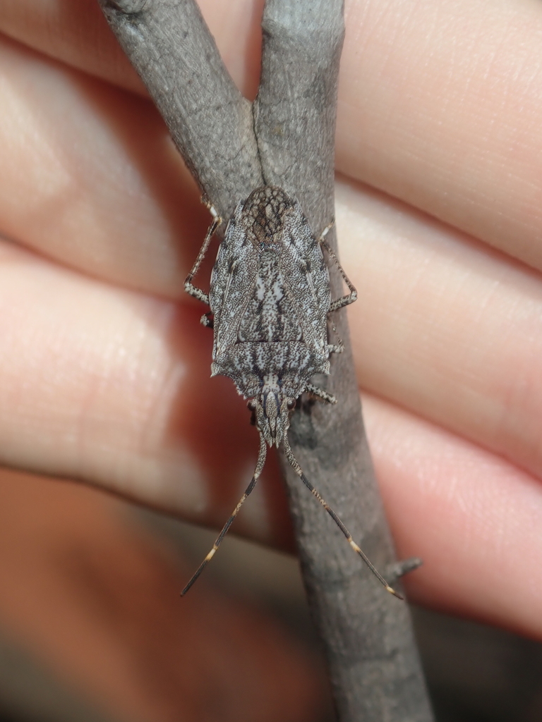 Alcaeus hermannsburgi from Shark Bay, Western Australia, Australia on ...