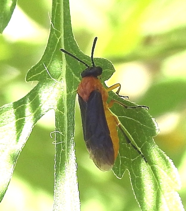 Athalia proxima (Klug, 1915)