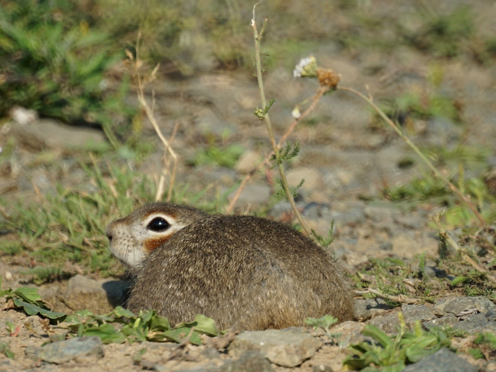 Spermophilus erythrogenys Brandt, 1841
