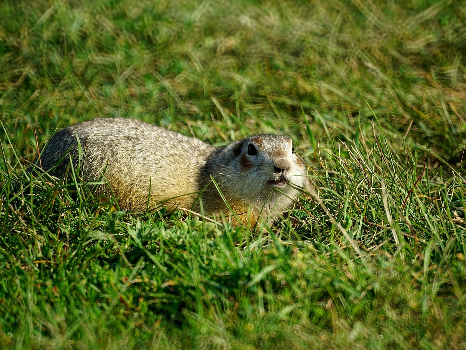 Spermophilus erythrogenys Brandt, 1841