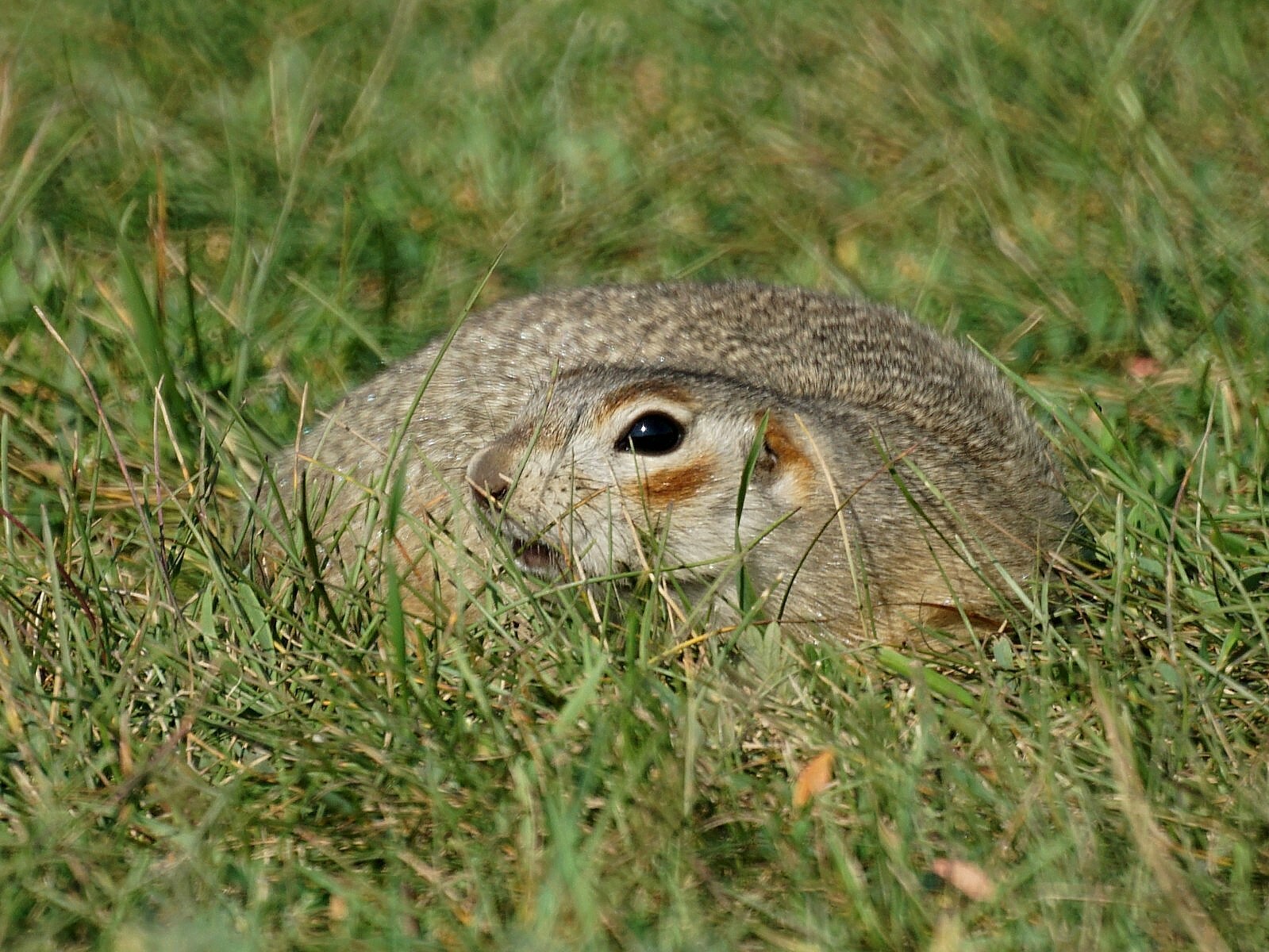 Spermophilus erythrogenys Brandt, 1841