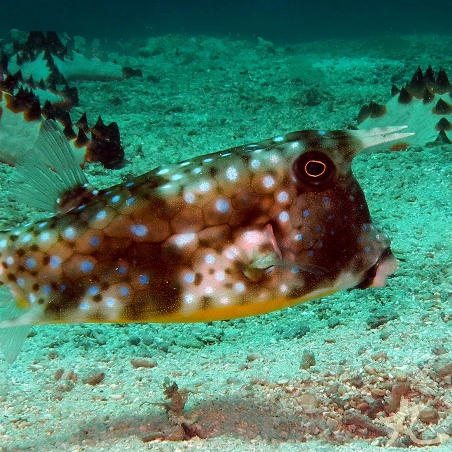 (Lactoria) - Marine Life Identification