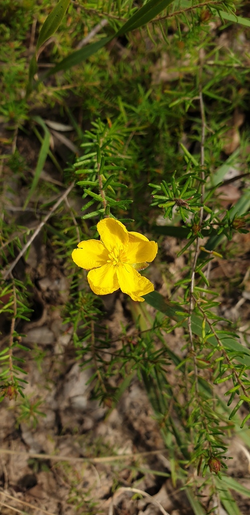 Hairy Guinea-flower from Bauple Forest QLD 4650, Australia on August 10 ...