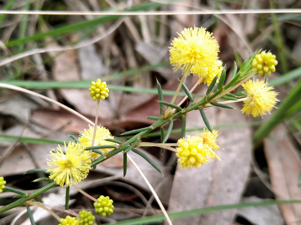 Thin-leaf Wattle from Melbourne VIC, Australia on August 10, 2022 at 12 ...