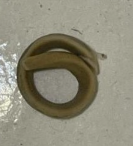 Leeches from Takatsu Ward, Kawasaki, Kanagawa, Japan on August 10, 2022 ...