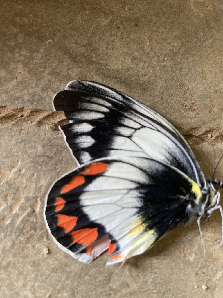 Delias mitisi in August 2022 by gdown0 · iNaturalist