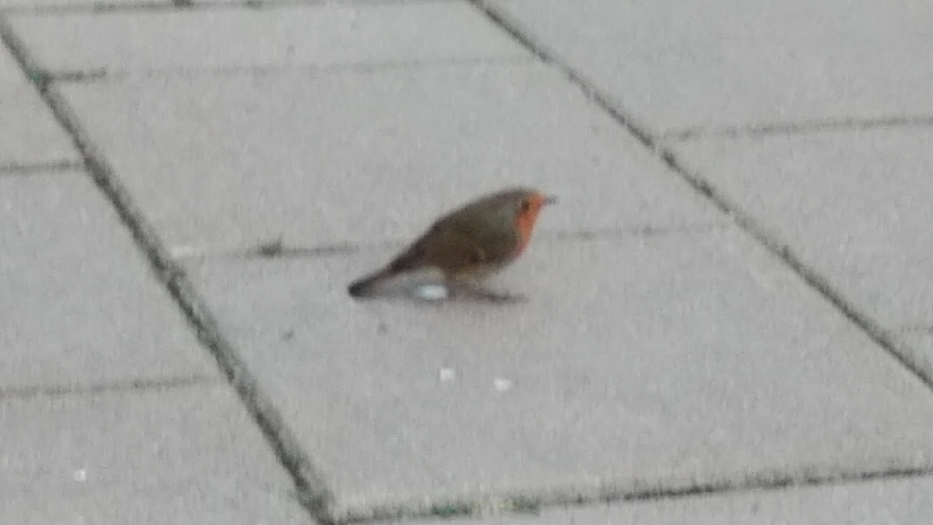 European Robin from 741 40 Knivsta, Sweden on August 10, 2022 at 05:02 ...