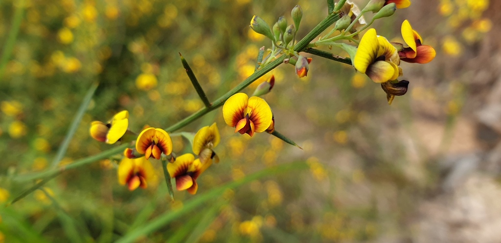 Daviesia genistifolia from Bauple Forest QLD 4650, Australia on August ...