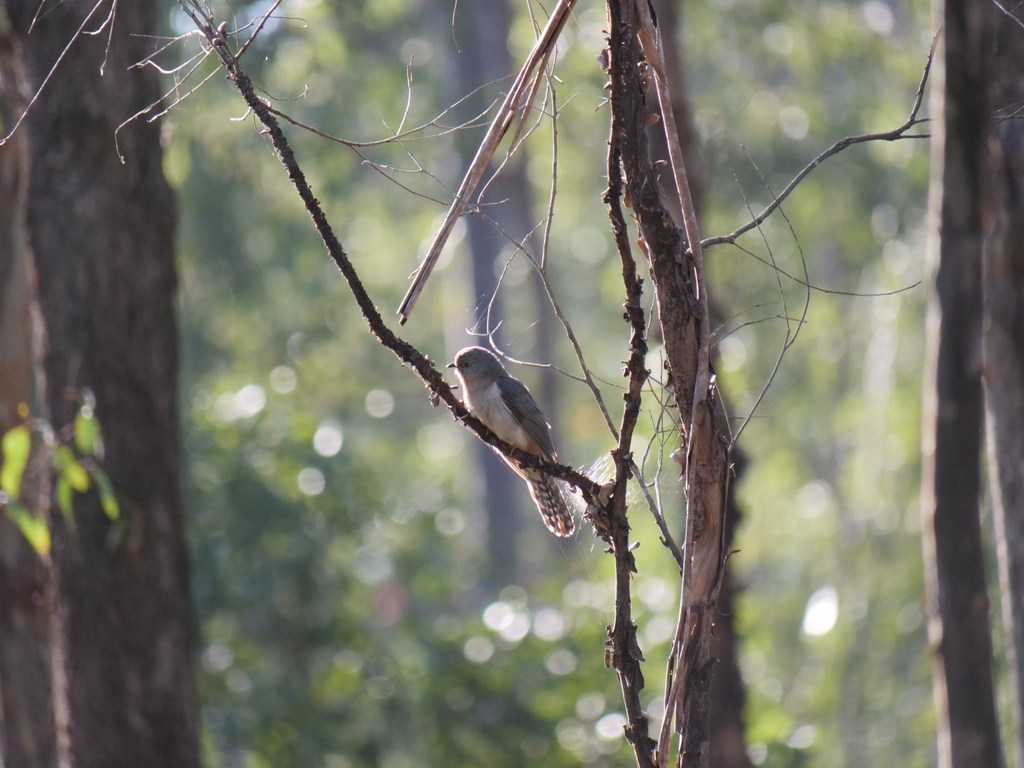 Fan-tailed Cuckoo from Bauple Forest QLD 4650, Australia on August 10 ...