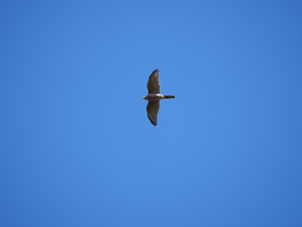 Brown Goshawk from Bauple Forest QLD 4650, Australia on August 10, 2022 ...