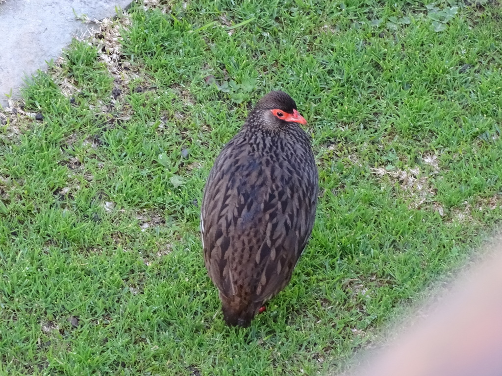 Cape Red-necked Spurfowl from Tsitsikamma, Cacadu, Eastern Cape, South ...