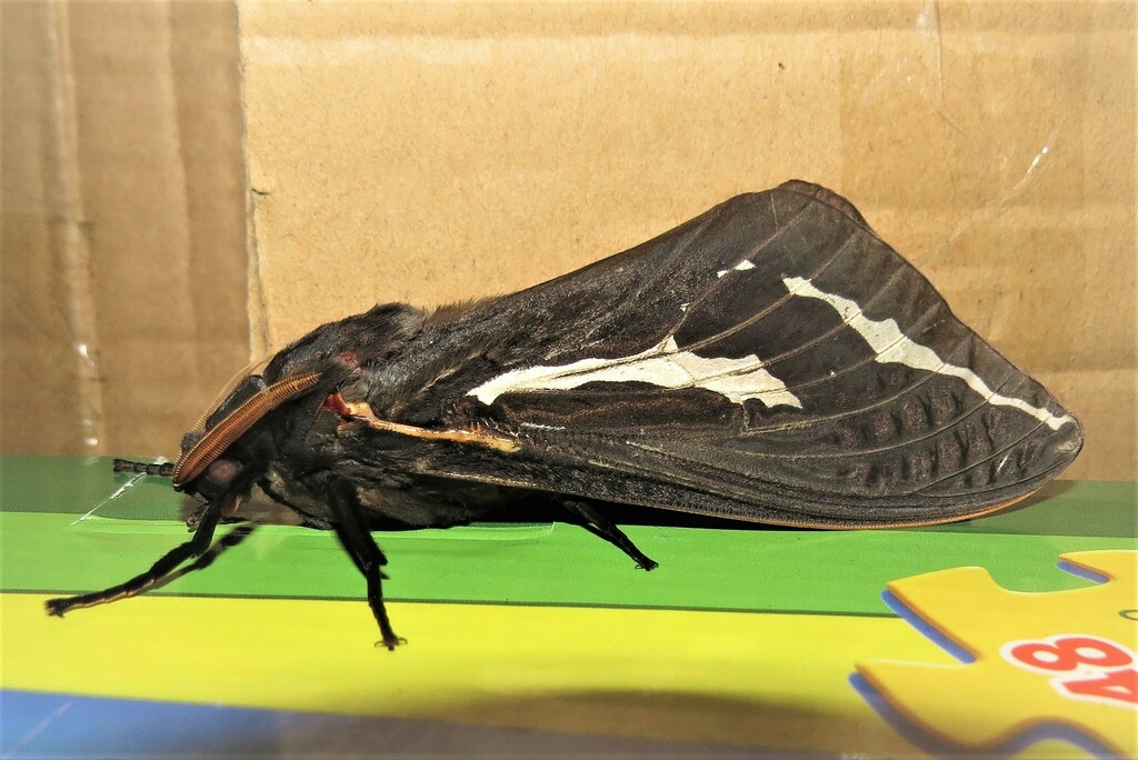 Bardi Moth from Wandella NSW 2550, Australia on May 8, 2016 at 08:18 PM ...