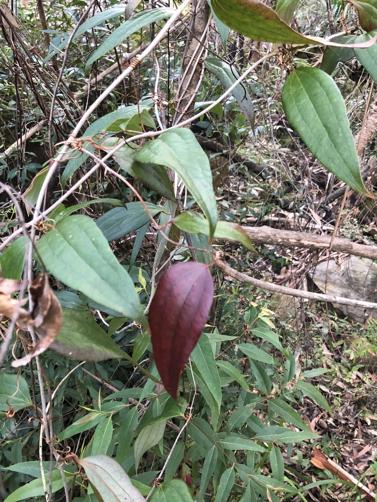 Sweet Sarsaparilla from The Comenarra Parkway, West Pymble, NSW, AU on ...
