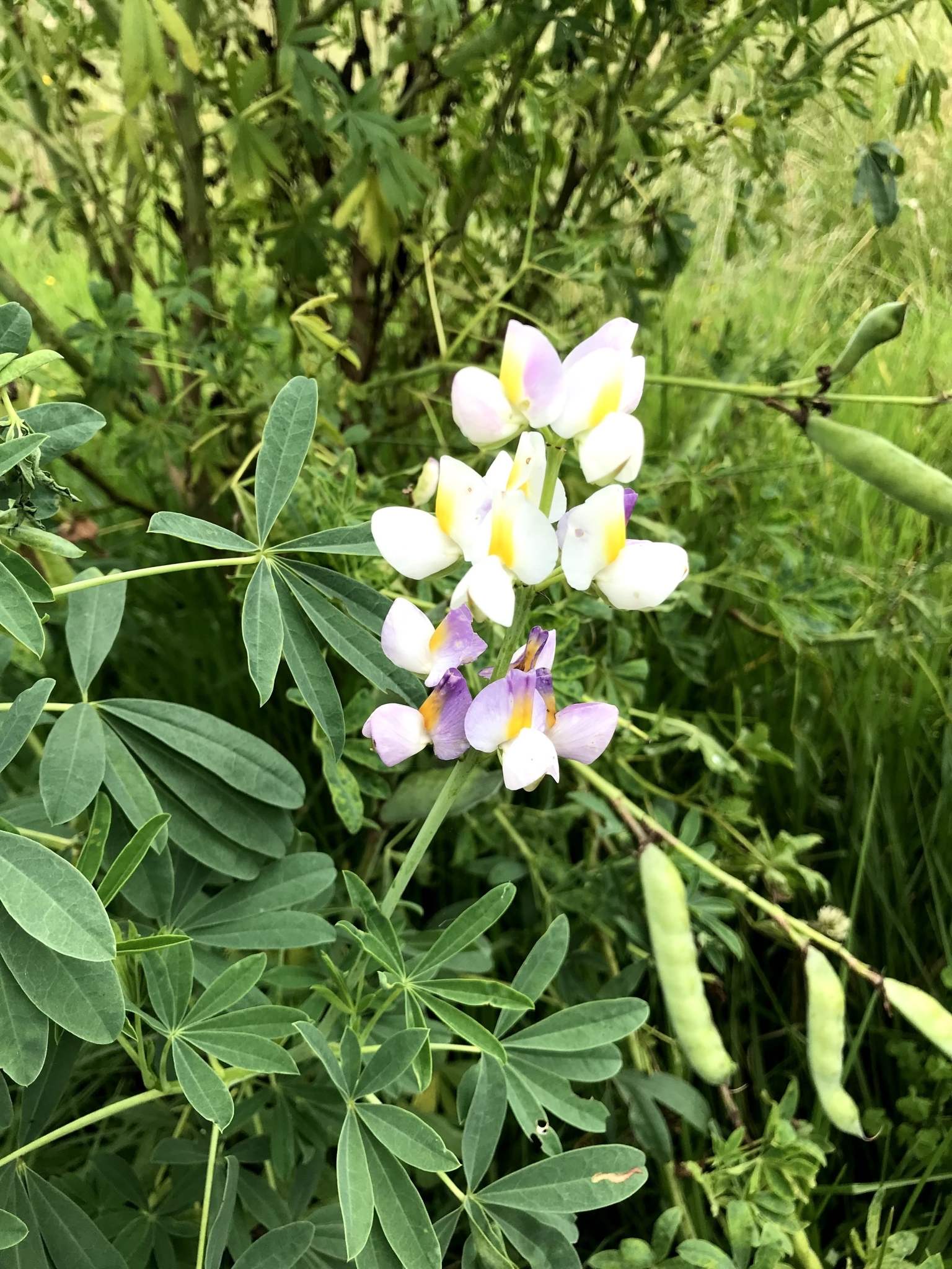 Lupinus mutabilis Sweet