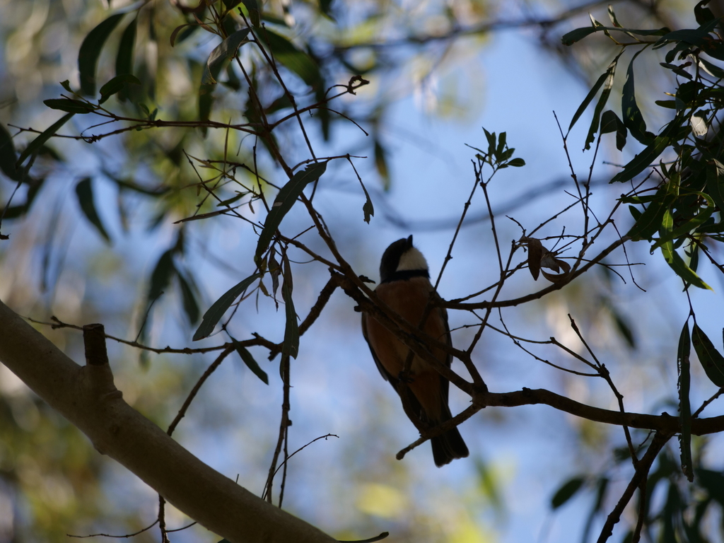 Rufous Whistler from Bauple Forest QLD 4650, Australia on August 10 ...