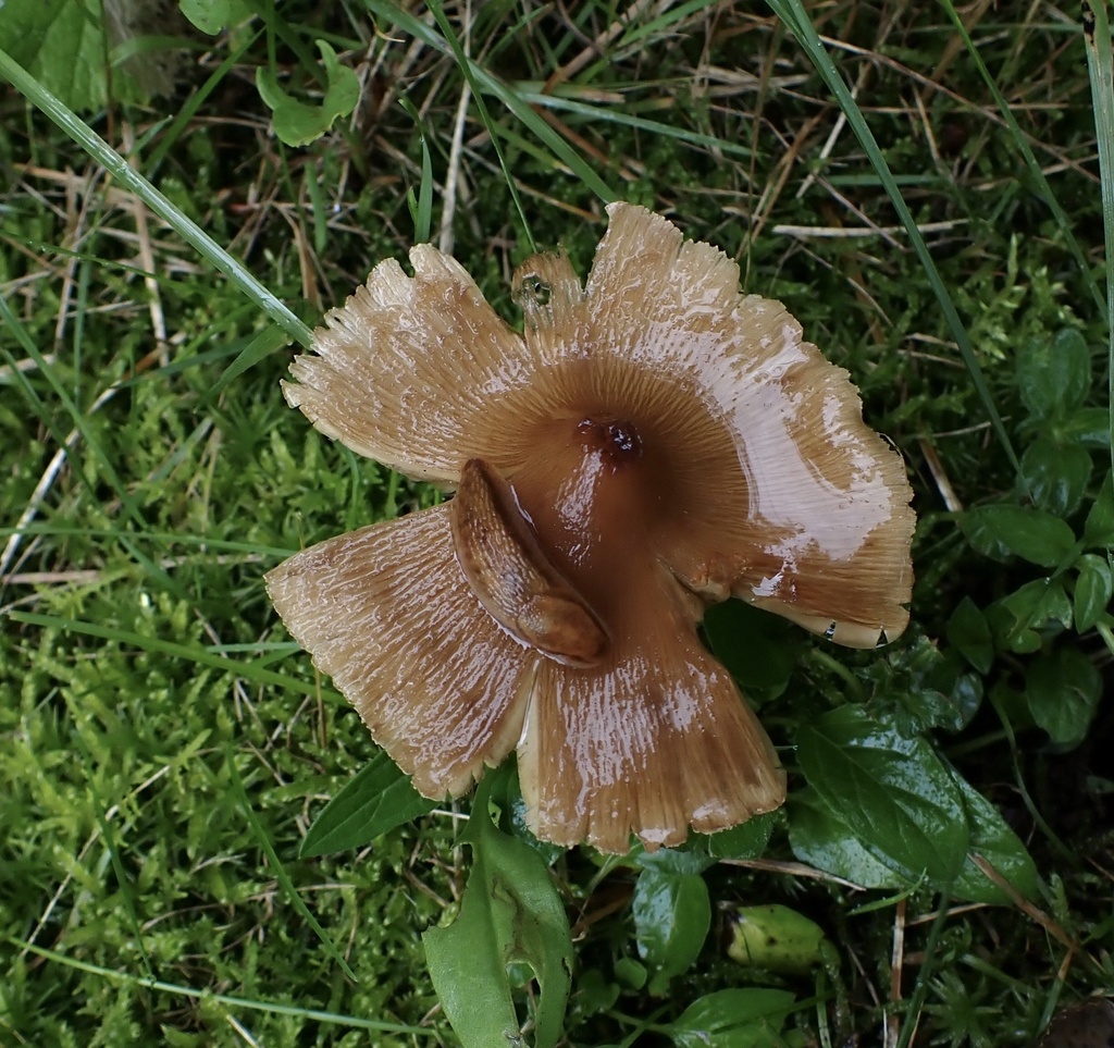 Inosperma neobrunnescens from The Adirondack Park, Lake Placid, NY, US ...