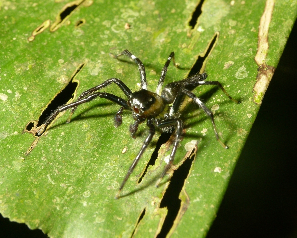 Jumping Spiders from 8J85+MFX, Nho Quan District, Ninh Bình 432857 ...
