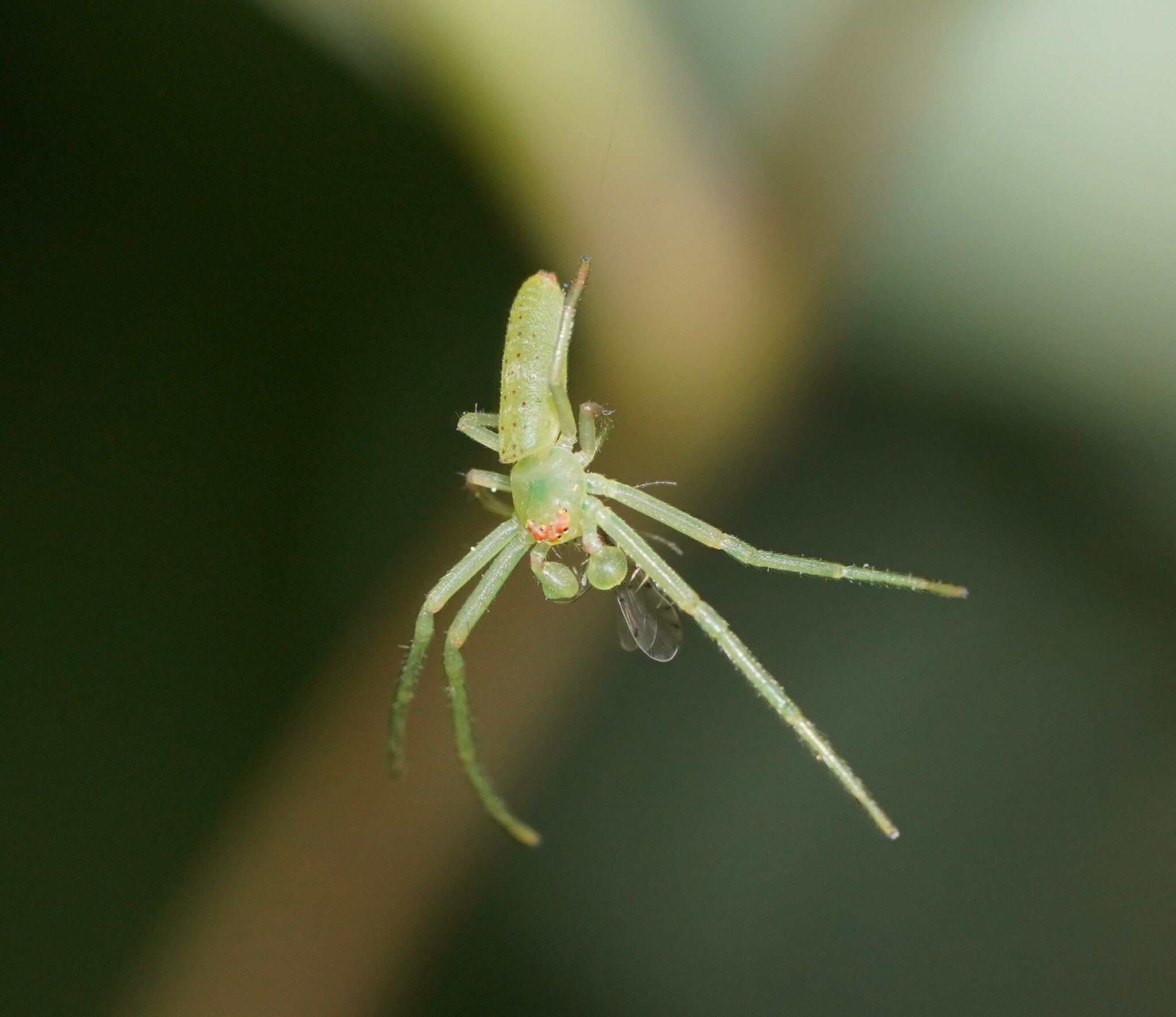 Cetratus rubropunctatus (Rainbow, 1920)