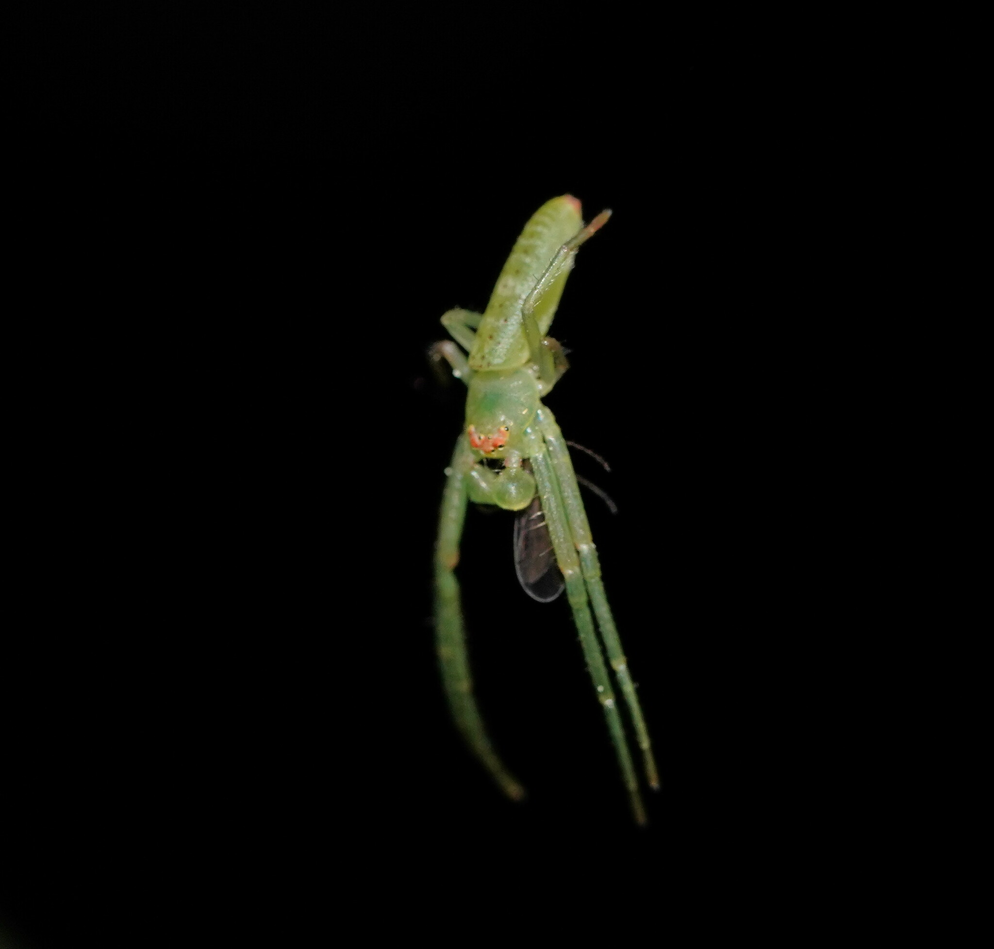 Cetratus rubropunctatus (Rainbow, 1920)